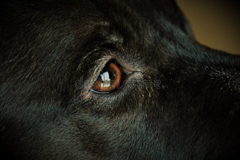 Dogs Eye stock photo. Image of ears, playing, bull, standing - 85393926