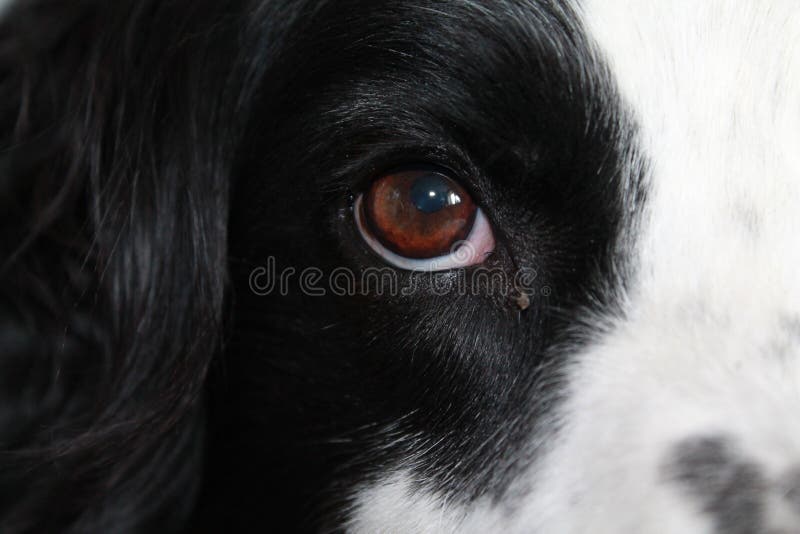 Dogs eye view stock image. Image of loyal, woof, mongrel - 42571519
