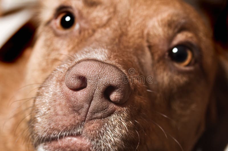 Dogs Face stock image. Image of close, staring, mammal - 40906083