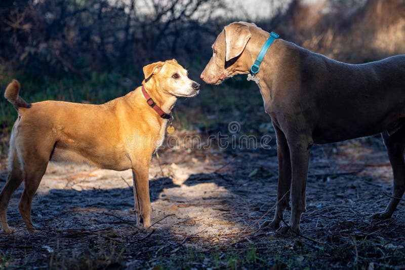 Dogs Face Each Other in a Forested Area with Sunlight Creating a ...