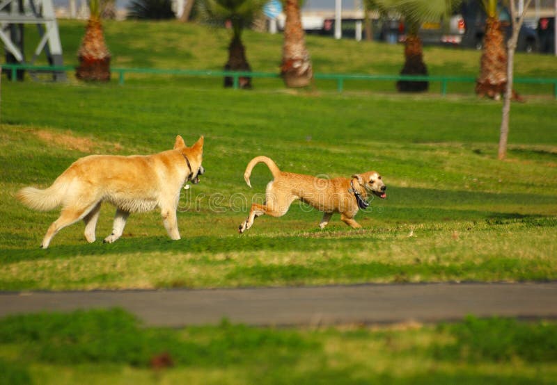 Dogs fight stock image. Image of dogs, green, bite, play - 464737
