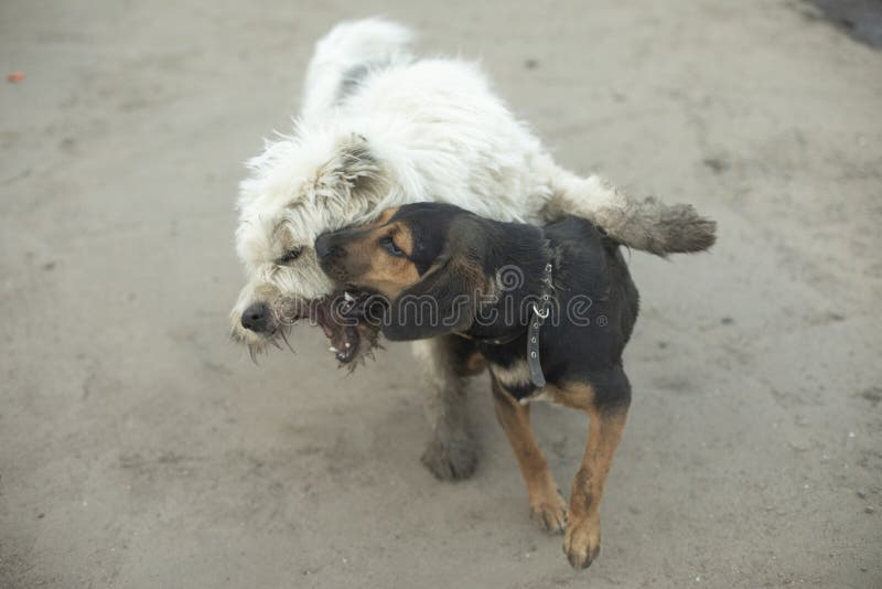 Dogs Fight. Pets Play. Dog Bite. Animal Aggression Stock Image - Image ...