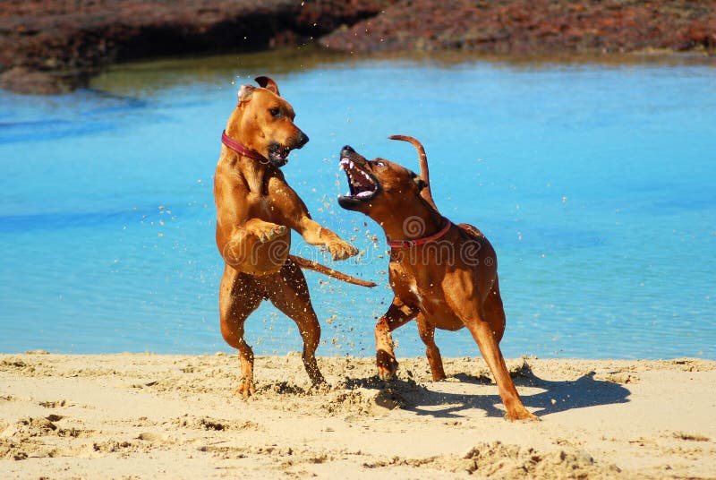 Dogs fighting at beach stock photo. Image of biting, expression - 6919002