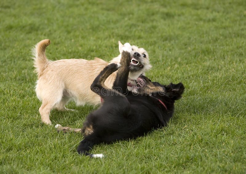 Two Dogs Bothered by Three 1 Stock Image - Image of courage, gang: 35503095