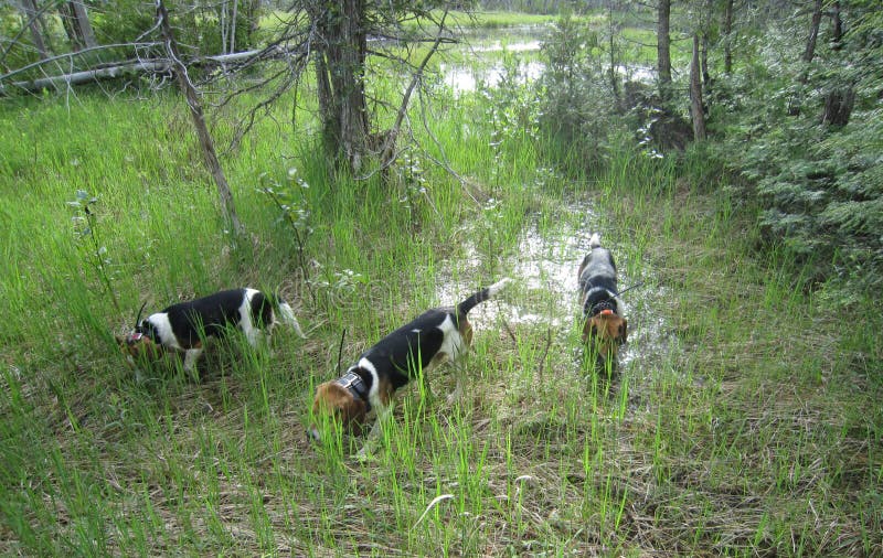Dogs in the forest stock photo. Image of dogs, nature - 49804052