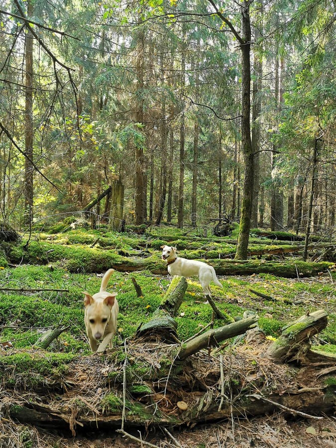 Dogs in the forest stock photo. Image of nature, jungle - 200797374