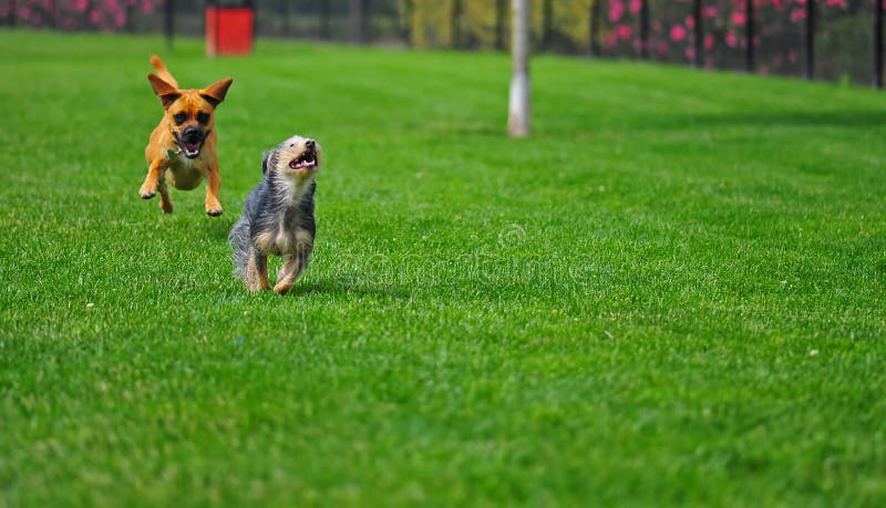 Dogs game of chase stock image. Image of small, running - 20058367