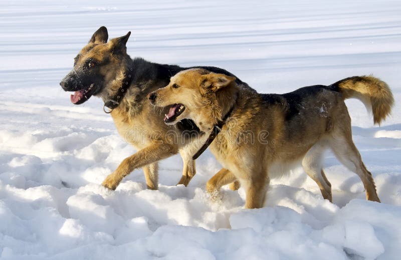 The dogs games stock photo. Image of nature, doggy, white - 22969410