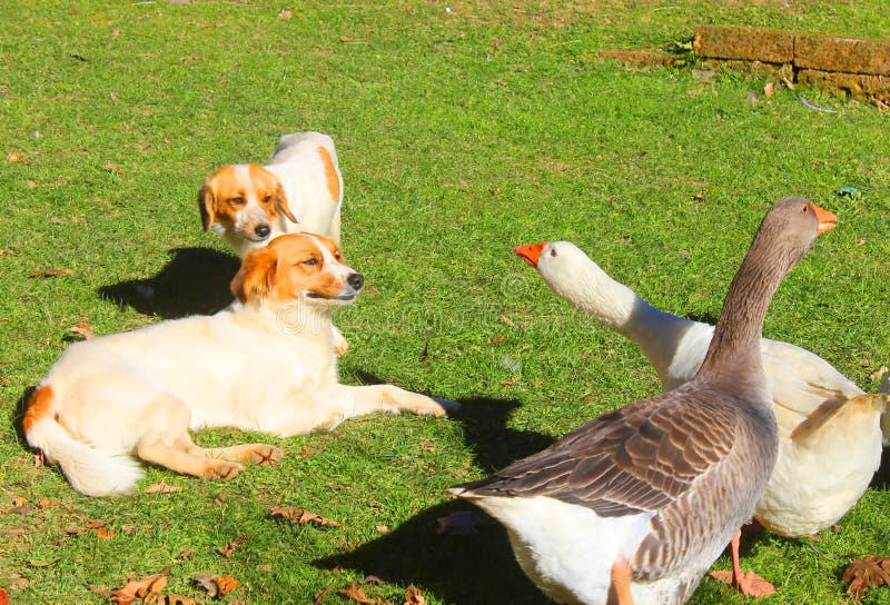 Dogs and geese stock photo. Image of waterfowl, anatidae - 60532910