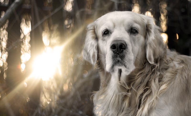 Dogs stock image. Image of friend, retriever, beauty - 67613573