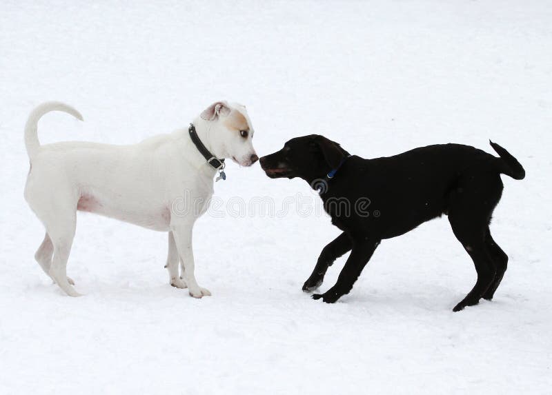 Dogs greeting stock image. Image of carnivoran, dogs - 65303599
