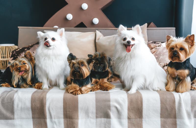 Dogs Group Sitting Together on Sofa in Studio Stock Image - Image of ...