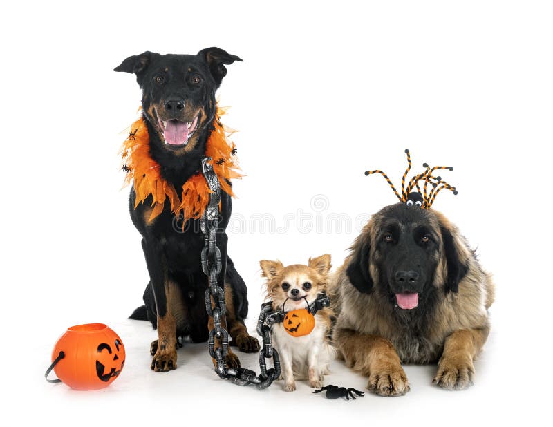 Front Bas Dress Stock Photos - Free & Royalty-Free Stock Photos from ...