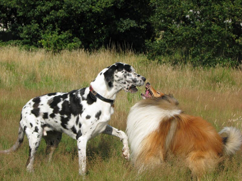Dogs having fun stock image. Image of pedigree, breed - 3723801
