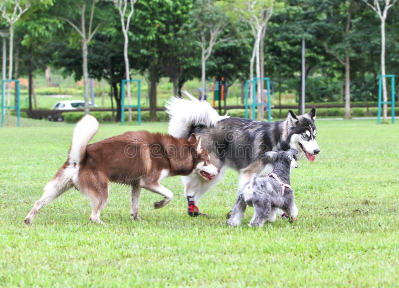 Dogs Having Fun in the Park Stock Photo - Image of dogs, park: 64034906