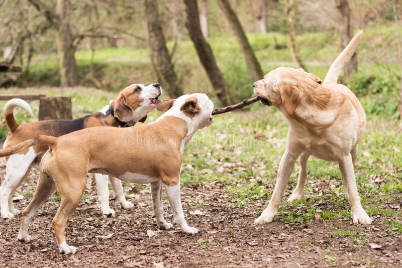 Dogs are having fun stock image. Image of hound, carrying - 85786665