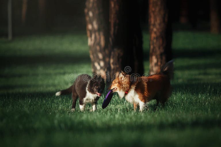 Dogs Having Fun Together while Playing Outside Stock Image - Image of ...