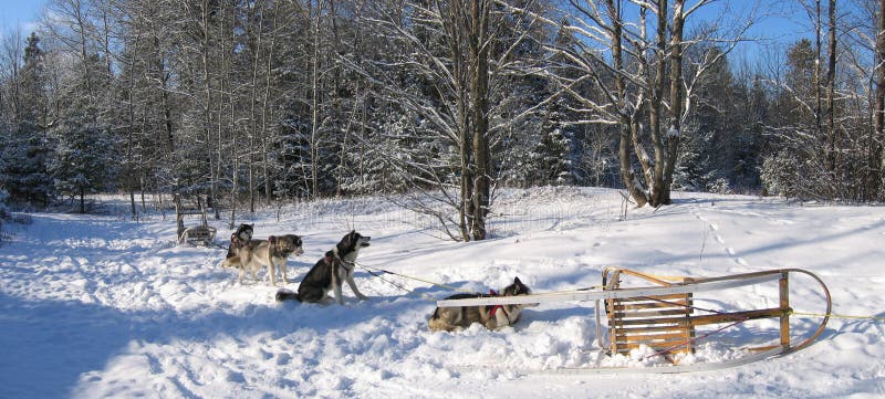 Dogs Having Some Rest - Dogsledding - Quebec - Panorama Stock Photo ...