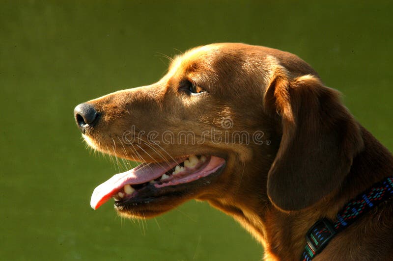 Happy dog stock photo. Image of eyes, lifestyle, happy, motion - 88870
