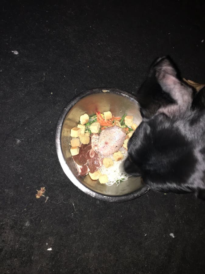 Dogs dinner stock photo. Image of dinner, healthy, eating - 108408924