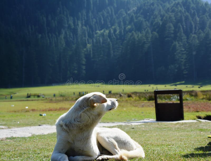 Dogs on hilly valleys stock photo. Image of hilly, animals - 79118090