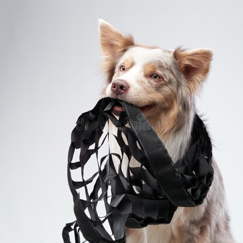 Dog is Holding a Studio Lighting Attachment. Obedient Border Collies in ...