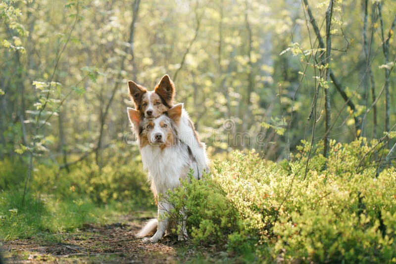 Dogs Hug. Two Cute Border Collies in the Park Stock Image - Image of ...
