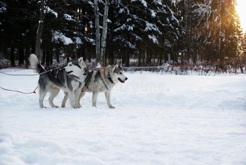 Dogs (husky) in a Team on a Background Sunset Stock Photo - Image of ...