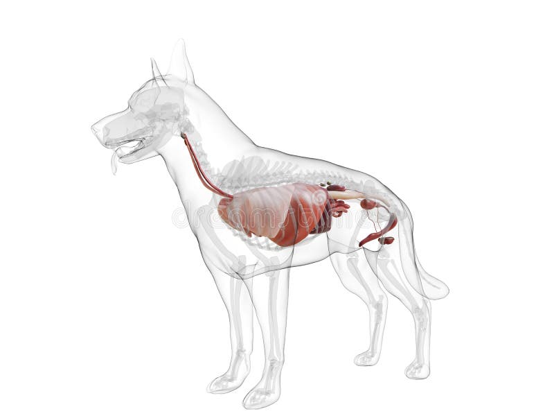 A dogs internal organs stock illustration. Illustration of lung - 146233528