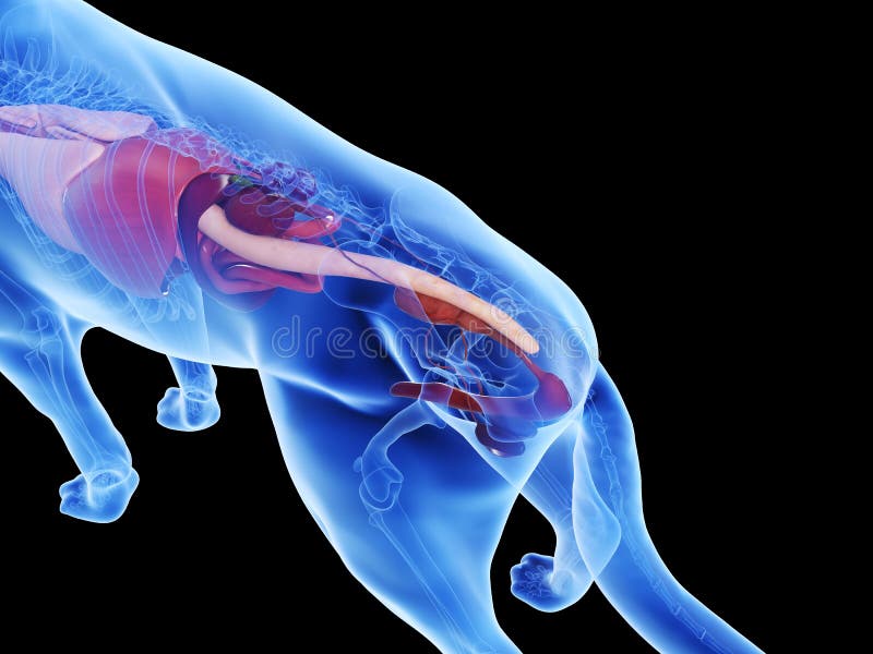 A dogs internal organs stock illustration. Illustration of esophagus ...