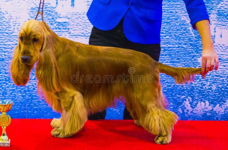 Dogs Irish Setter stock photo. Image of happy, head, furry - 78194614