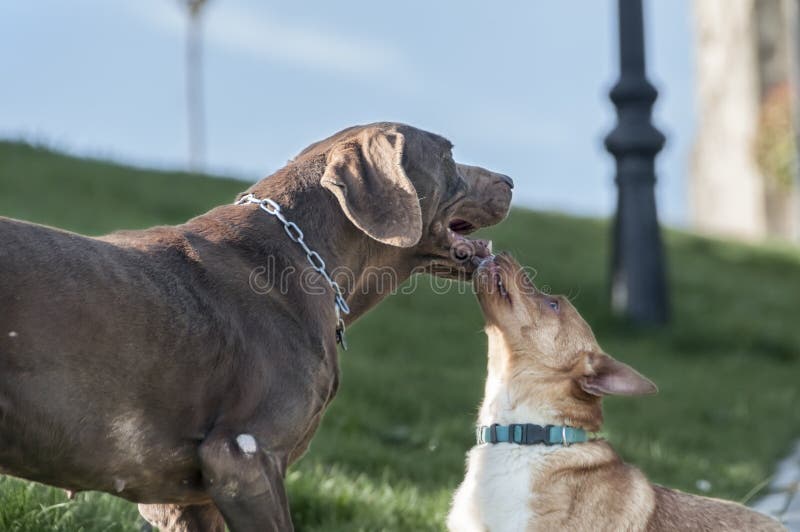 Two dogs kissing stock photo. Image of expression, emotion - 6996138