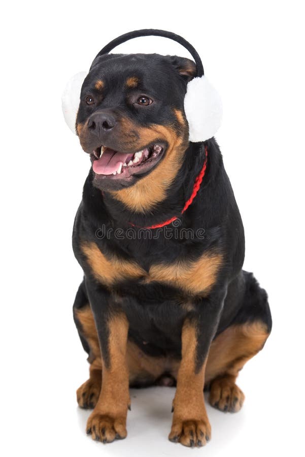 Dog in headset stock image. Image of earphones, golden - 41761357