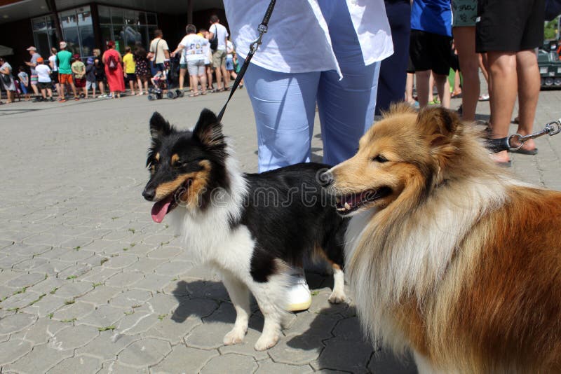 Dogs on a Leash are Standing in a Crowd of People. Stock Photo - Image ...