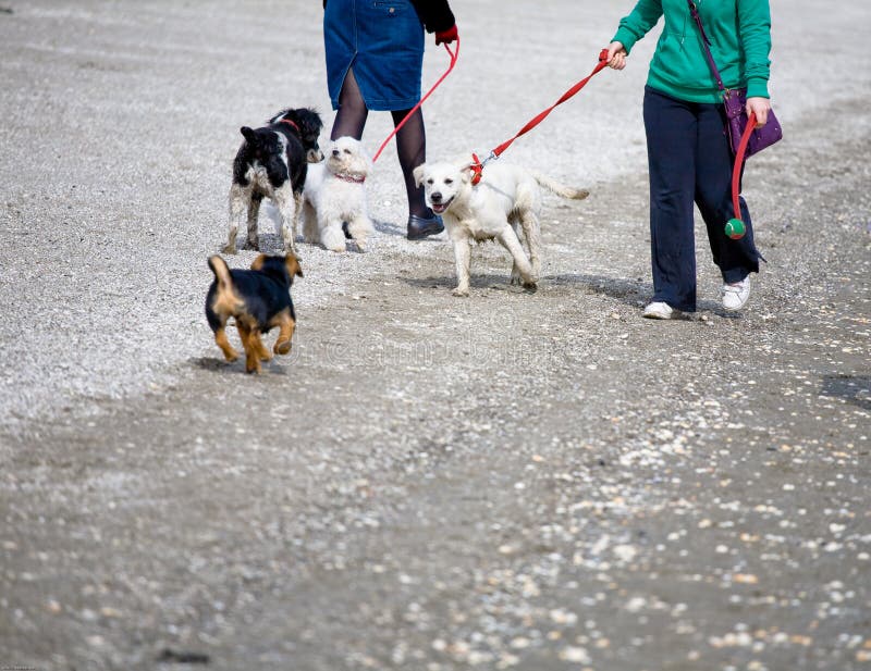 Dogs life stock photo. Image of beach, family, walk, coast - 10267086
