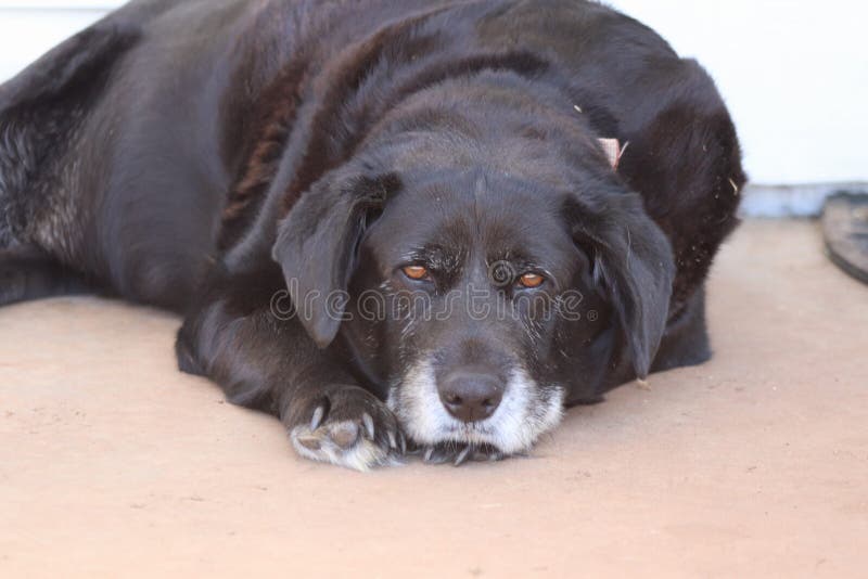 A Dogs Life stock photo. Image of dogs, snout, puppy - 262836744