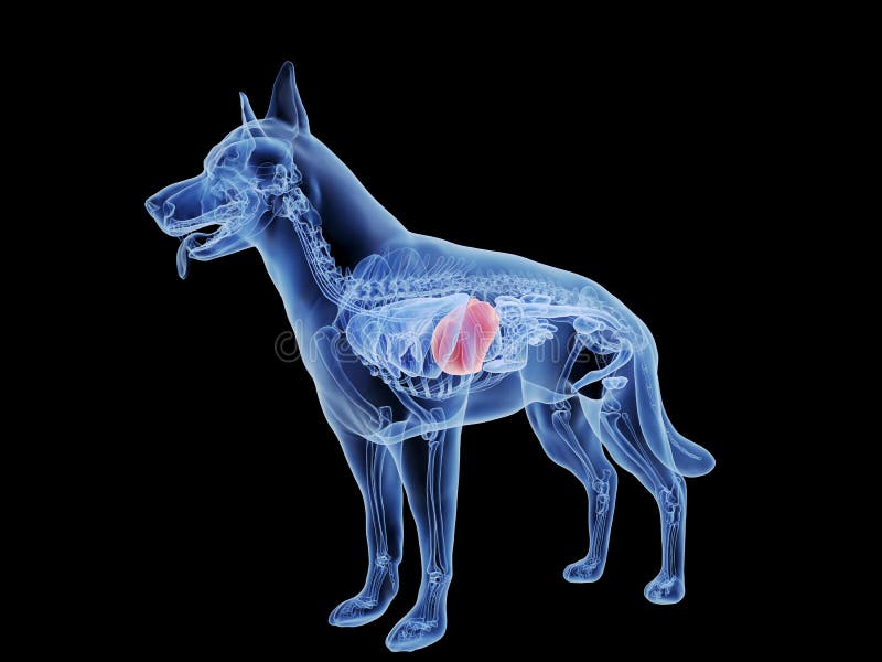 The dogs liver stock illustration. Illustration of dogs - 168611581