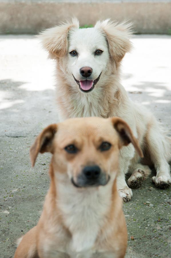 Dogs look stock photo. Image of puppies, meditation, meditate - 54752294