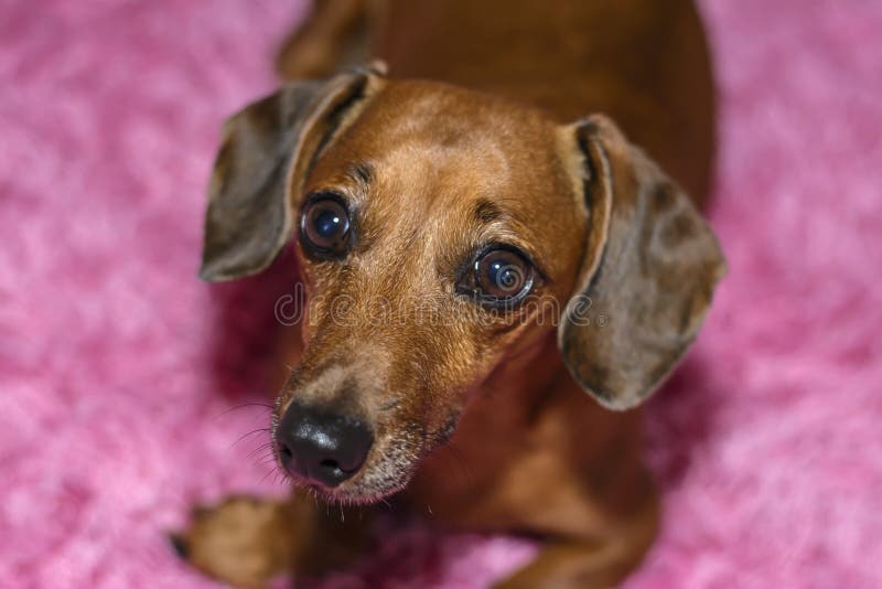 Dogs look stock photo. Image of puppies, meditation, meditate - 54752294