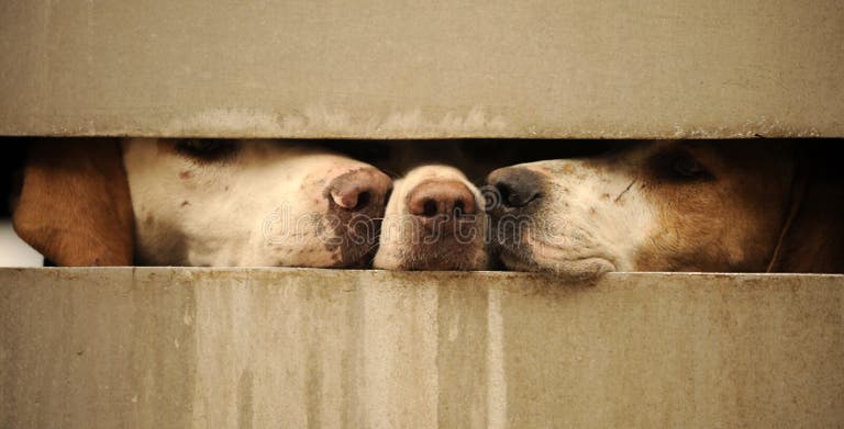 435 Dogs Gazing Stock Photos - Free & Royalty-Free Stock Photos from ...