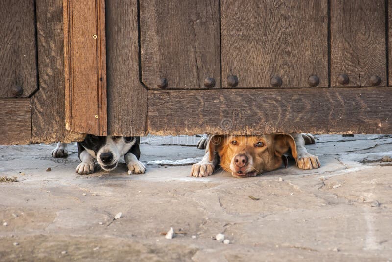 Dogs looking under gate stock photo. Image of canine - 36737226