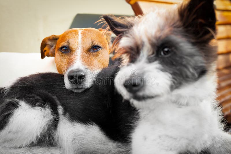 Two dogs in love stock photo. Image of rest, romance - 35070490