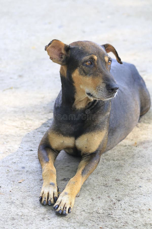 Dogs that are Lying on the Road Naturally Stock Image - Image of head ...