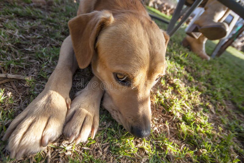 Dog lying with sad face stock image. Image of golden - 168642257