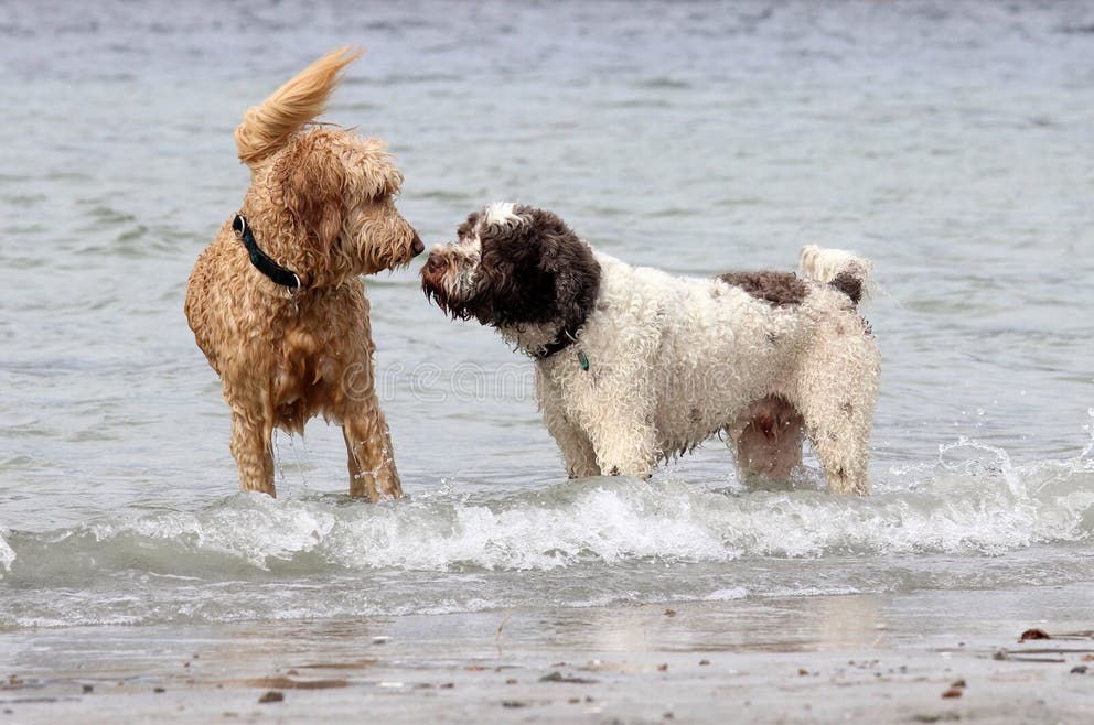 Dogs Make Friends stock image. Image of coast, meet, meeting - 92201167
