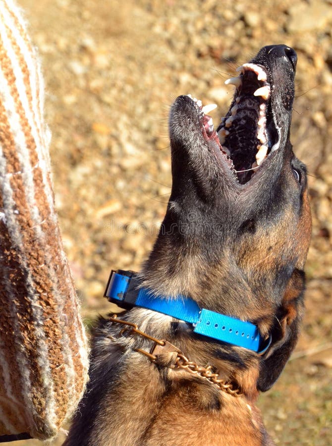 Belgian Malinois Dog Growling Stock Photos - Free & Royalty-Free Stock ...