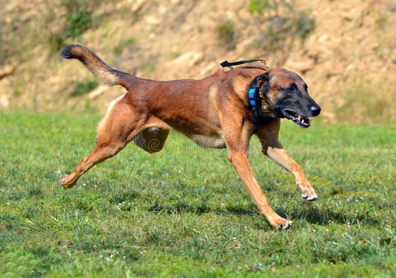 Belgian Malinois Dog Growling Stock Photos - Free & Royalty-Free Stock ...