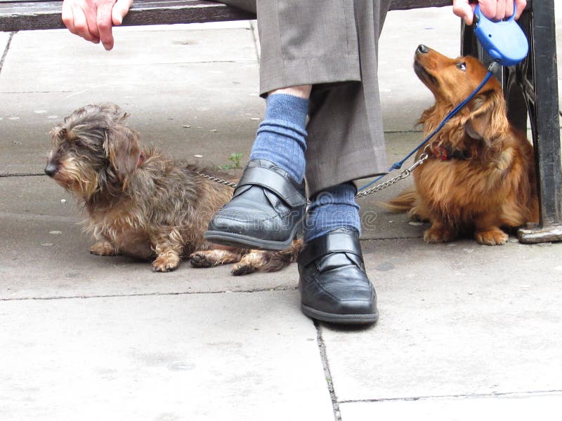 Dogs with the master stock image. Image of friend, leash - 46215903