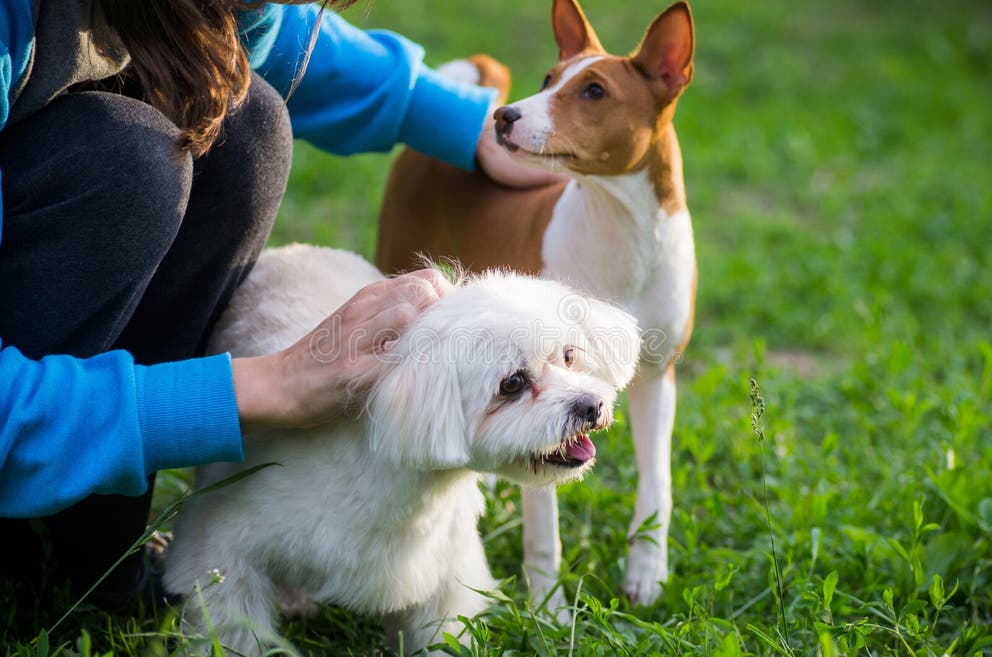 Dogs with master stock photo. Image of hair, love, trainer - 44670746