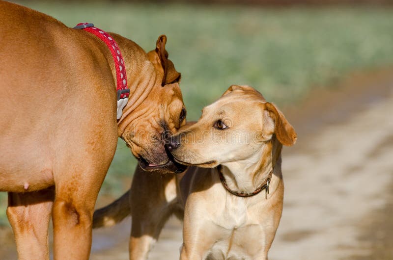 Dogs meeting stock photo. Image of meeting, smell, canine - 28411226